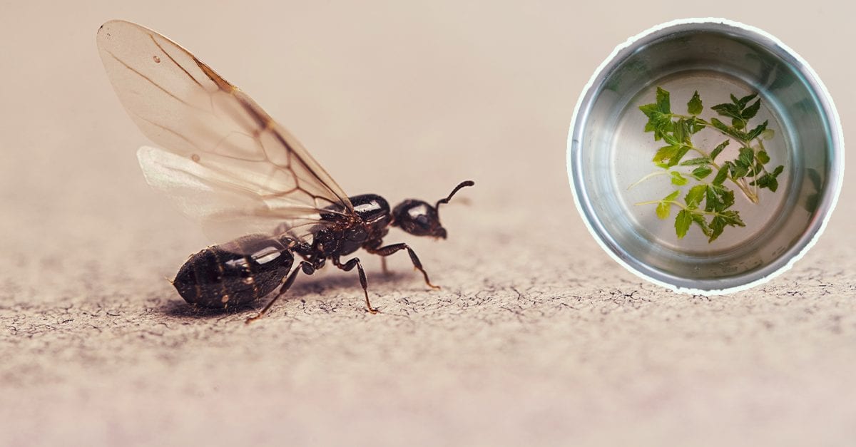 Come allontanare le formiche con le ali con un rimedio naturale | Ohga!