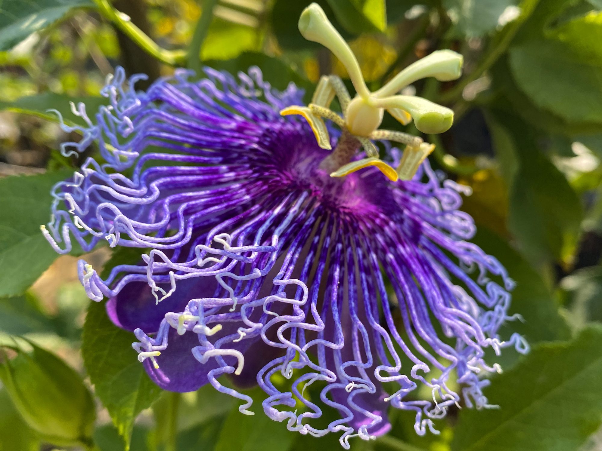 Come coltivare la passiflora incarnata e a cosa serve | Ohga!