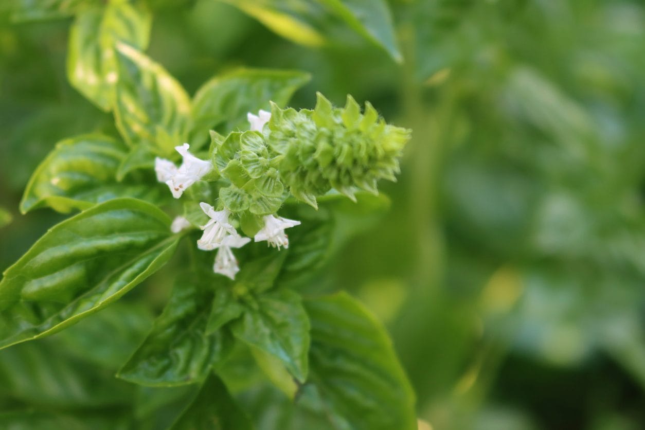 Cosa fare con i fiori del basilico: 5 idee utili in casa e in cucina ...