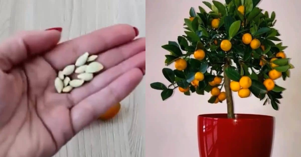 Come coltivare il mandarino cinese in vaso | Ohga!