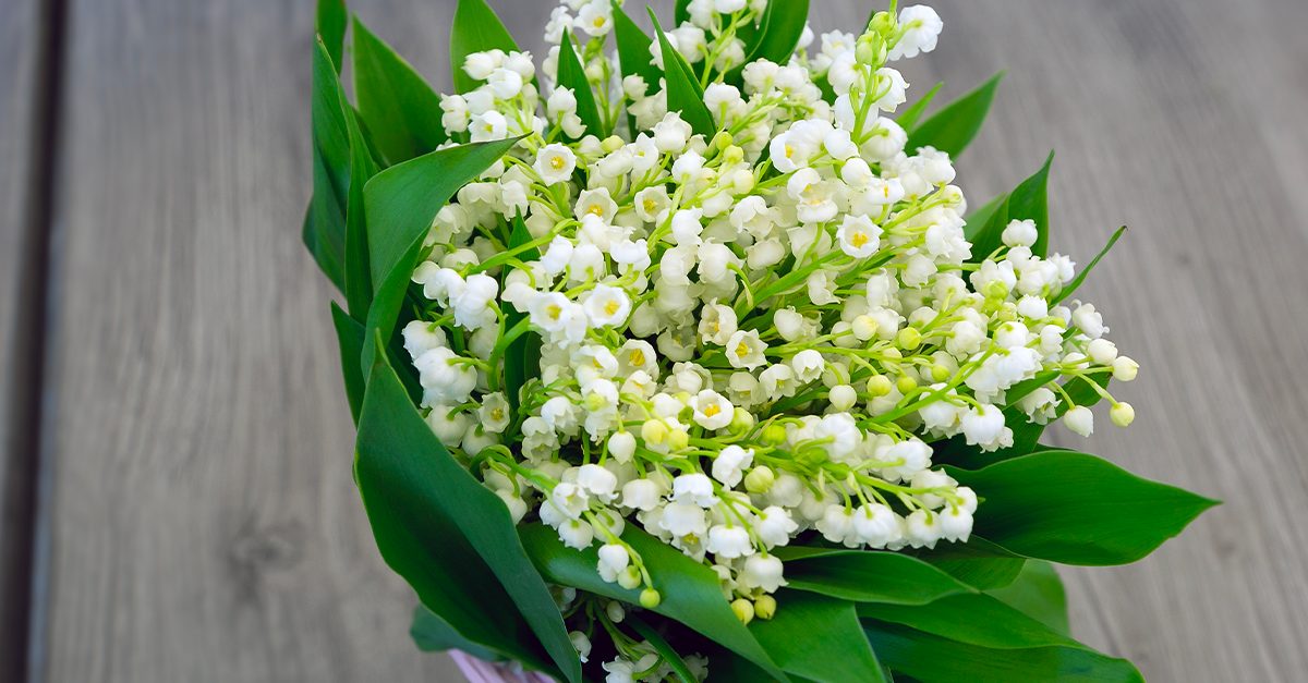 Come coltivare il mughetto: guida completa per una pianta profumata e ...