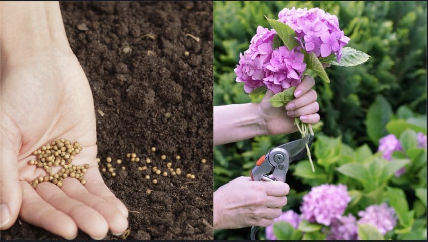 Come fare una talea di ortensie: guida passo-passo per moltiplicare le ...