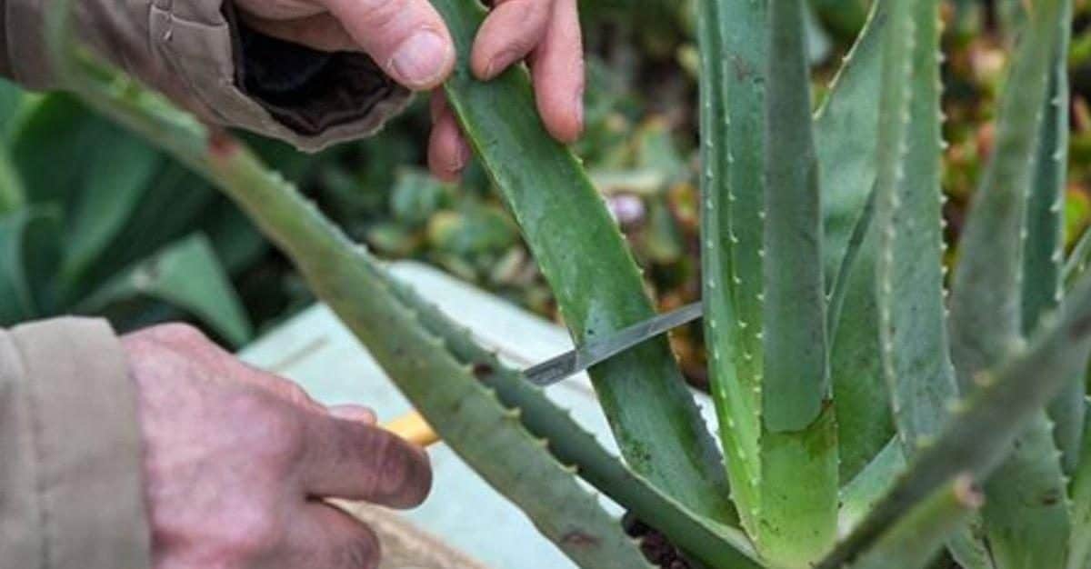 Come prendersi cura della pianta di aloe vera in casa | Ohga!