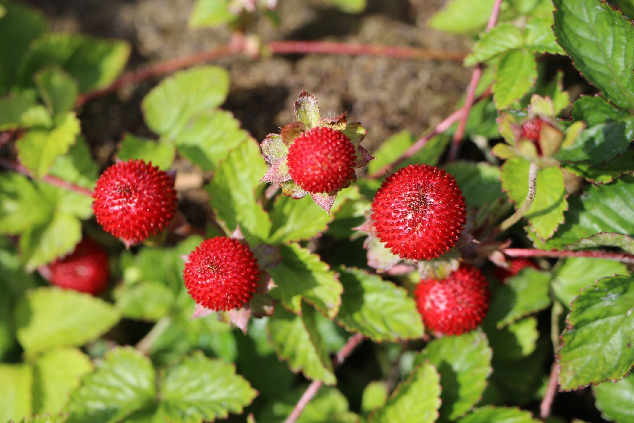 come distinguere una fragolina di bosco da una fragola "matta" | Ohga!