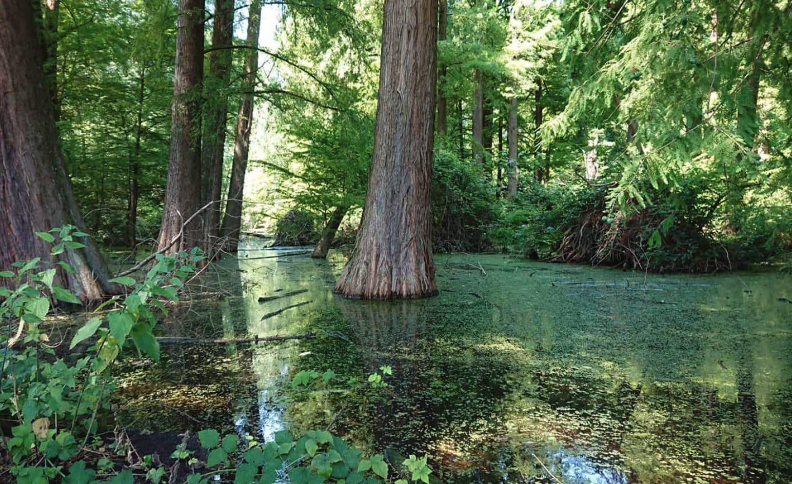 Il Bosco Sommerso: perché non devi perderti il magnifico spettacolo dei cipressi calvi delle ...