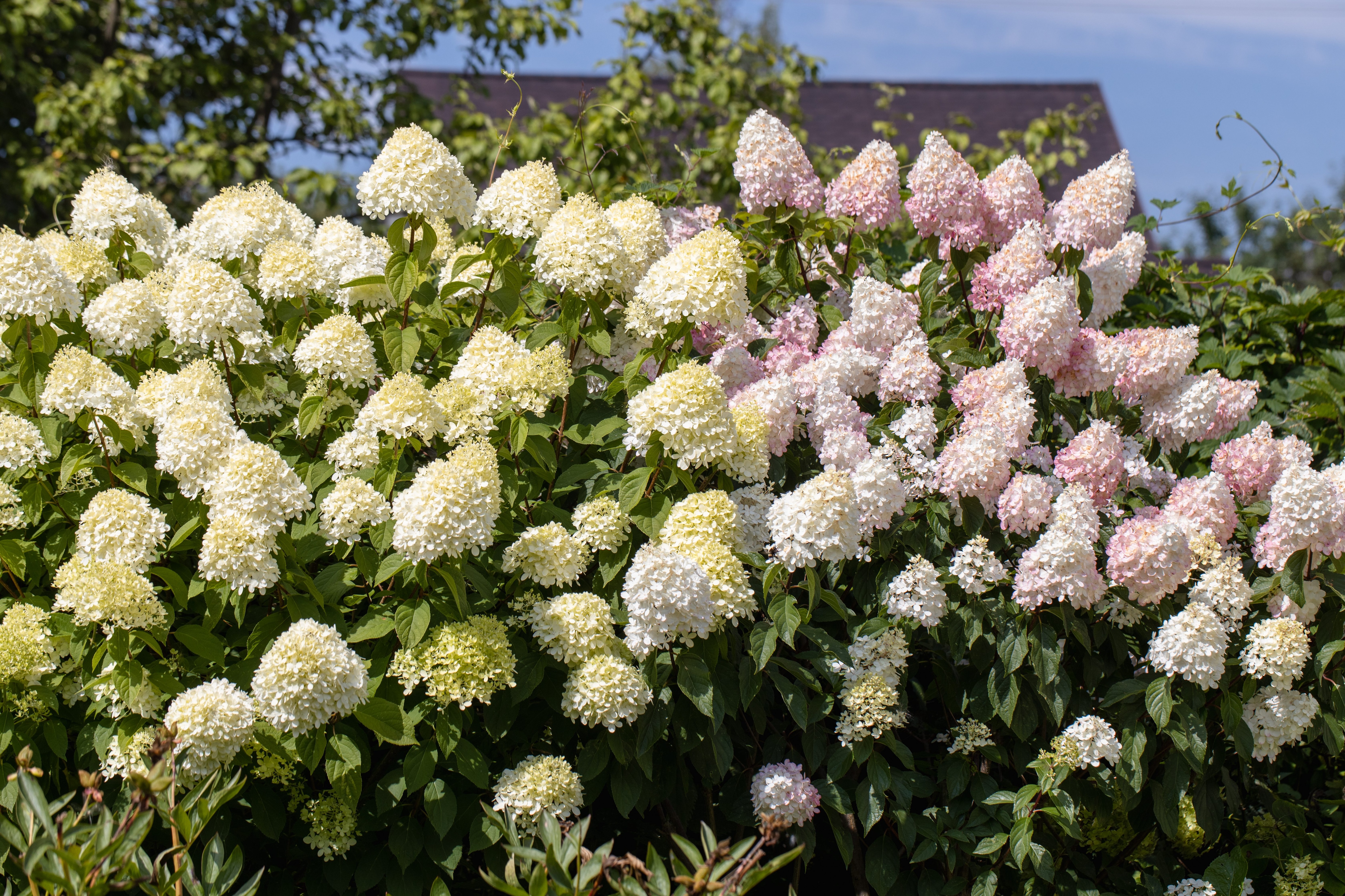 Ortensia Paniculata: la pianta che riempirà di colore il tuo giardino ...
