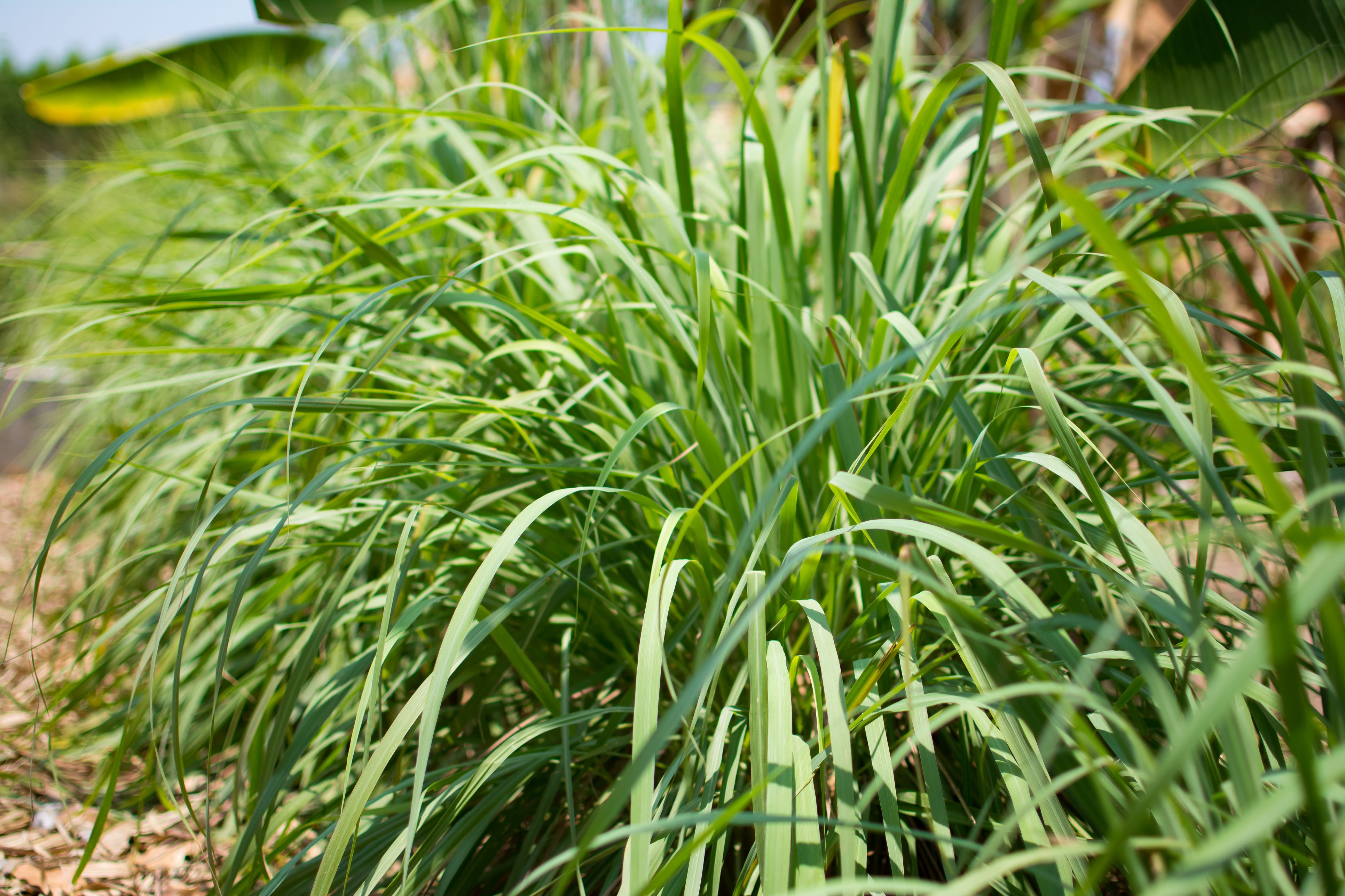 Citronella, la pianta antizanzare che si può coltivare in casa