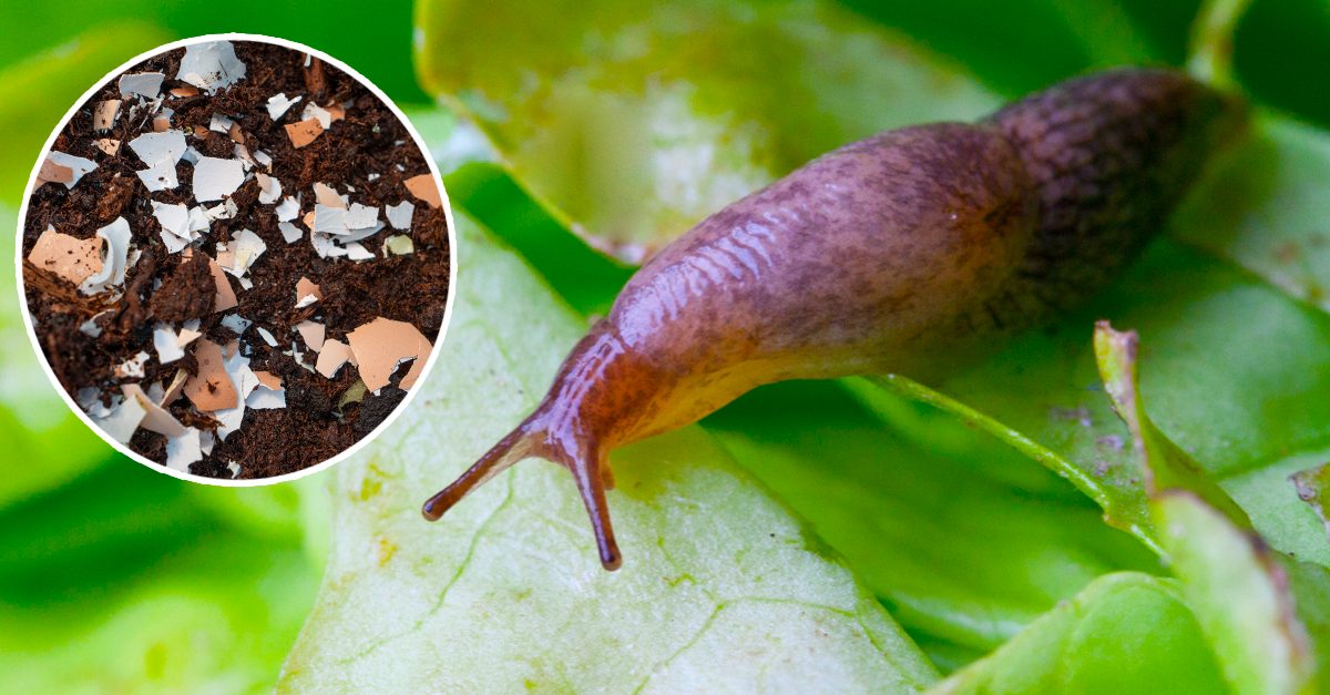 Come allontanare le limacce dall'orto: 3 metodi naturali | Ohga!