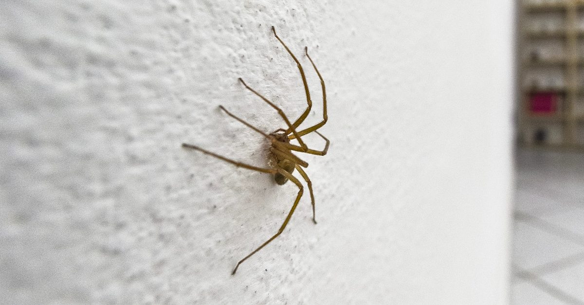 Quali sono i ragni più velenosi al mondo e dove puoi trovarli | Ohga!