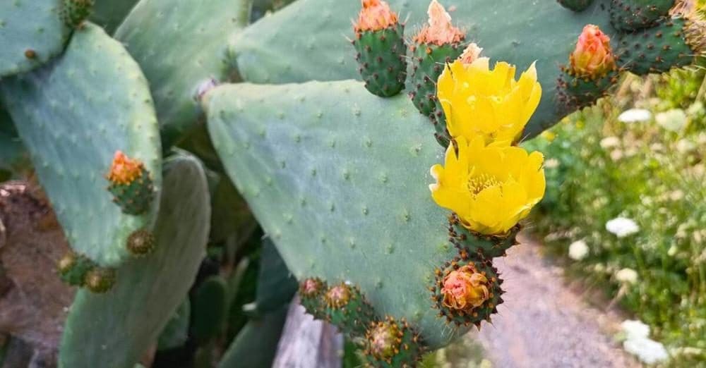 Come coltivare il fico d'india in vaso | Ohga!