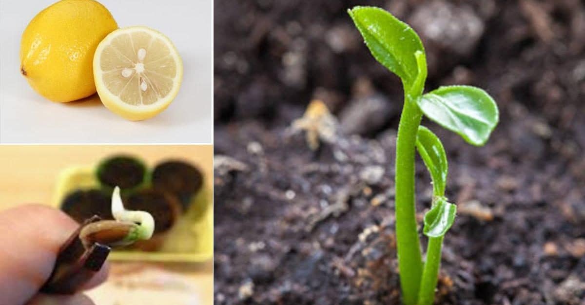 Perché i semi non germogliano | Ohga!