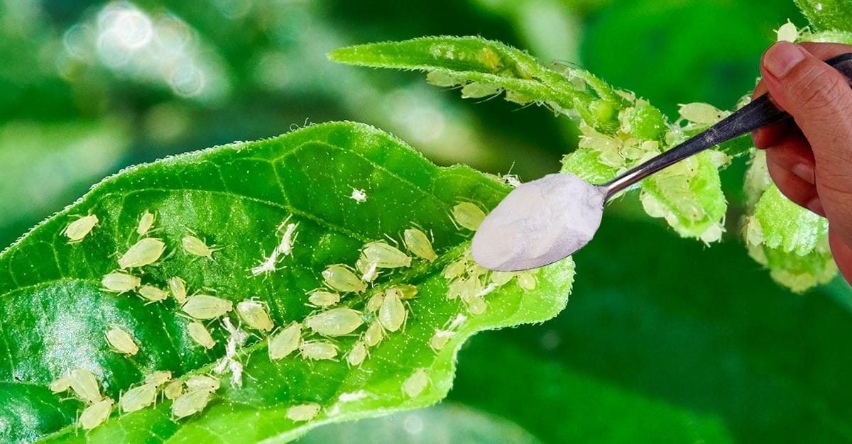 Parassiti delle piante: elenco, come riconoscerli e come allontanarli ...