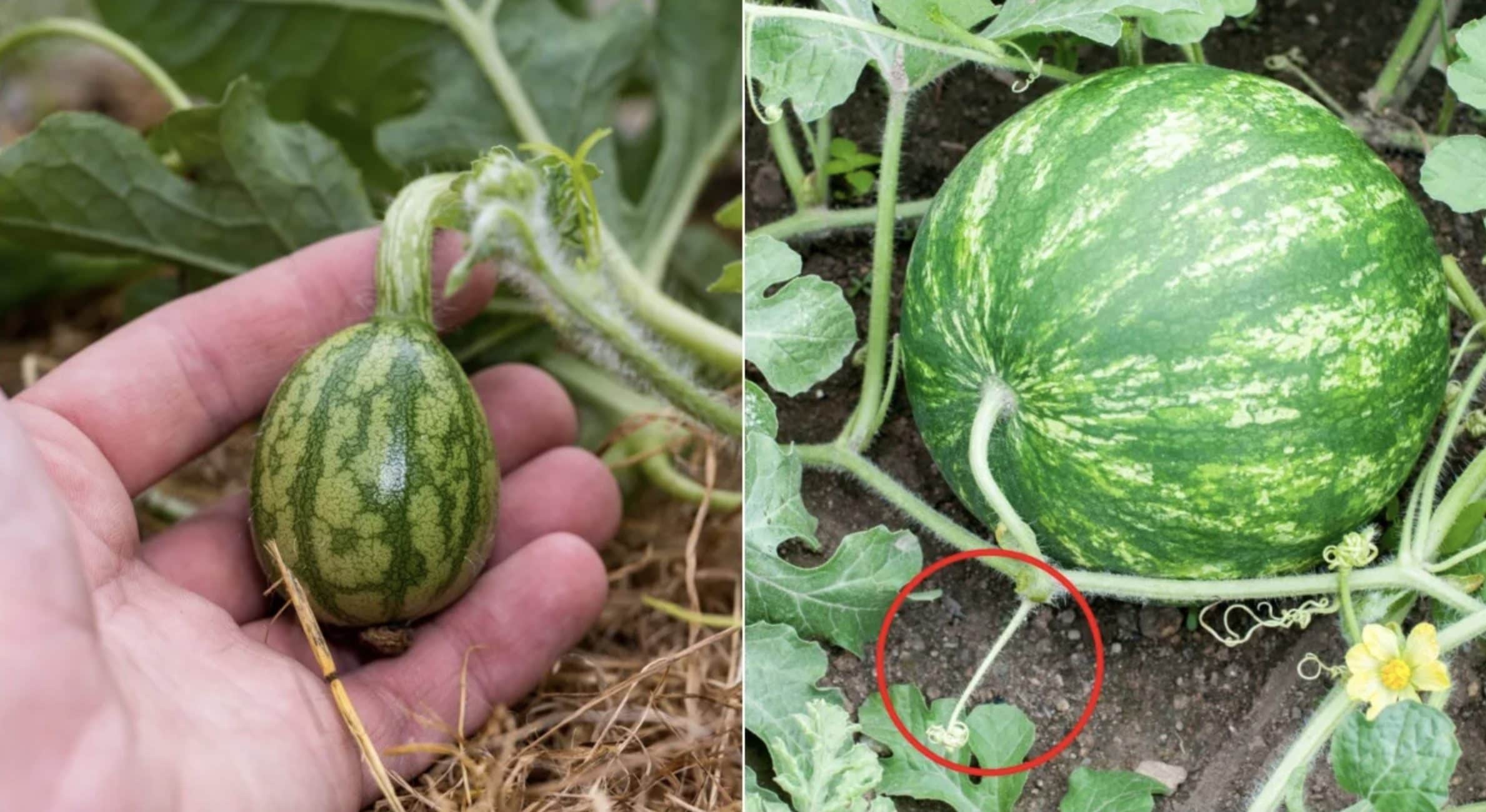 Come coltivare le angurie | Ohga!