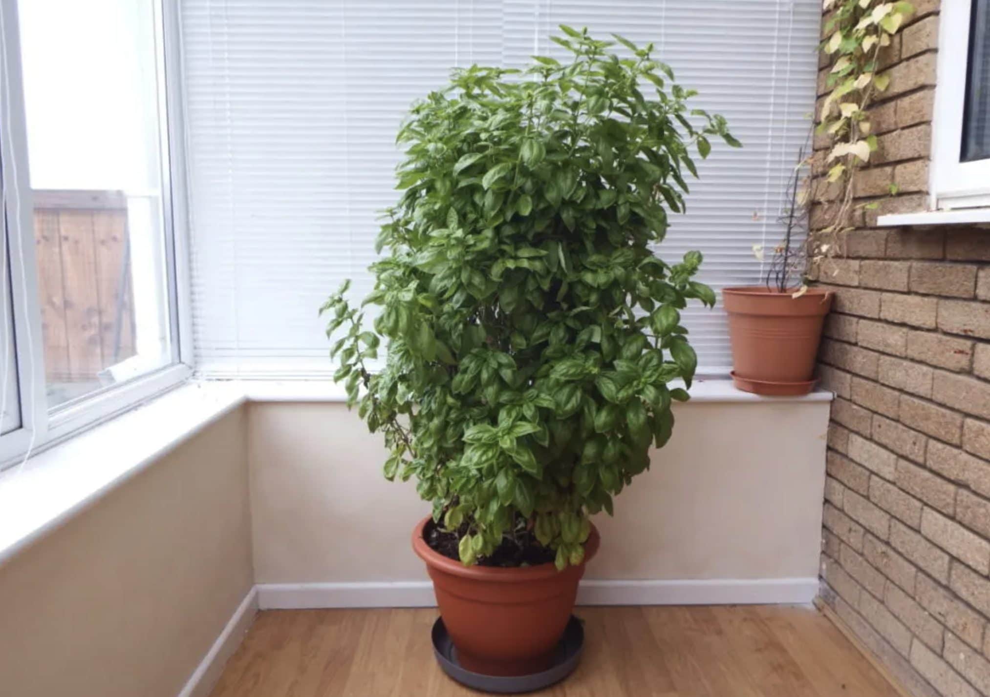 Come coltivare il basilico in vaso | Ohga!