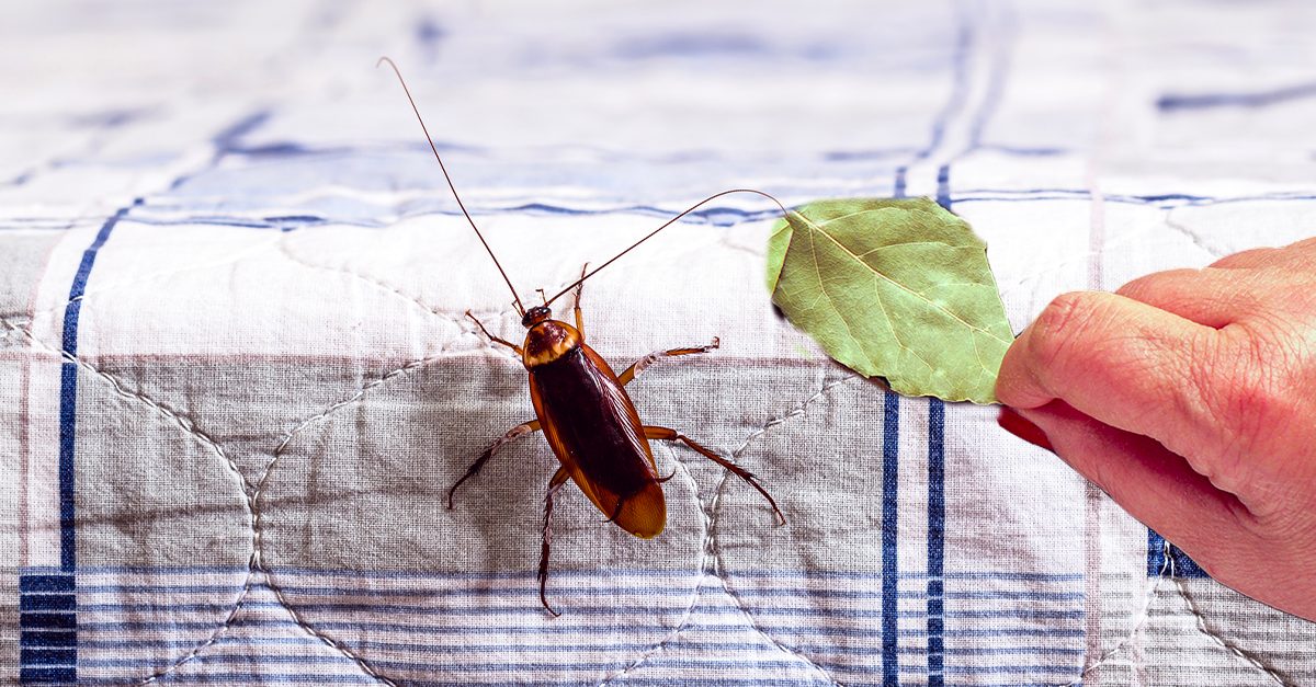 Cosa fare se trovi una blatta in casa: 5 rimedi naturali per ...