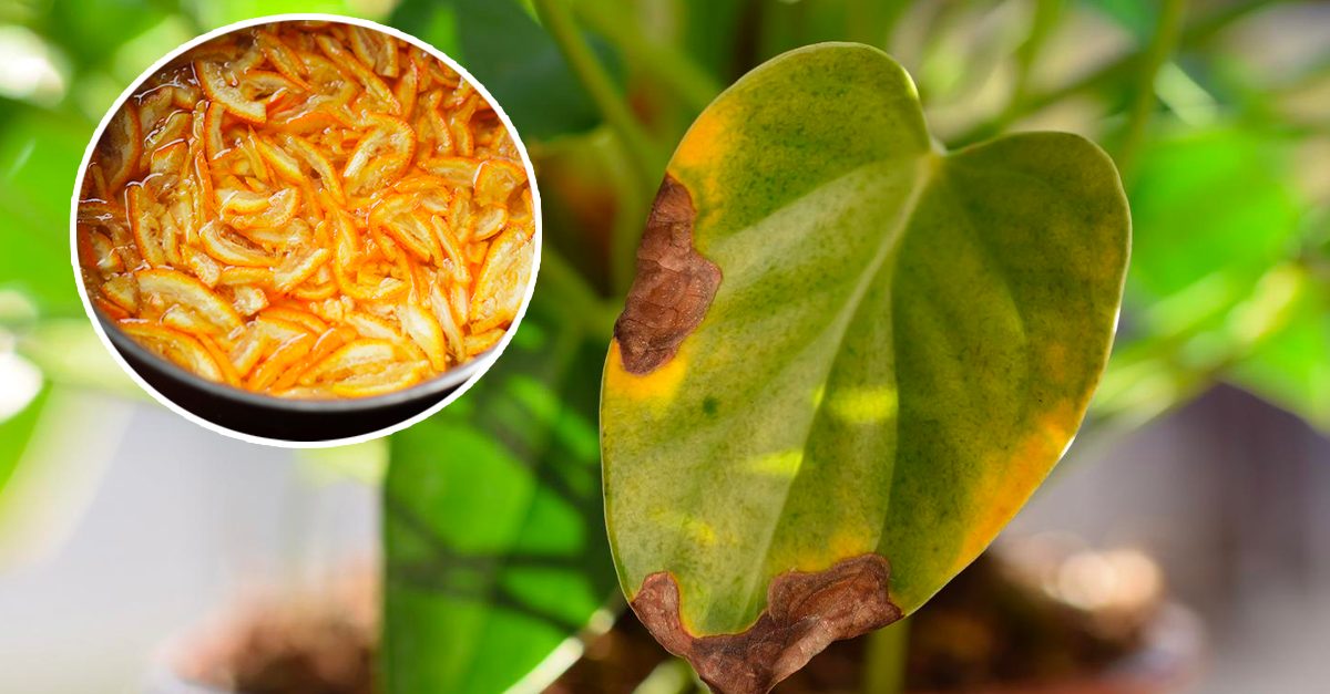 Macchie marroni sulle foglie: cosa sono e come si curano | Ohga!