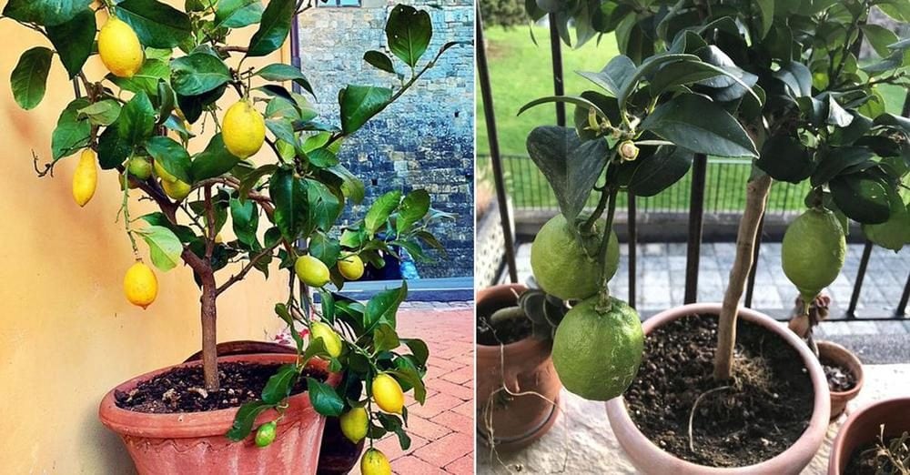 Lasciare i limoni sulla pianta è un errore? Ecco cosa dicono gli ...