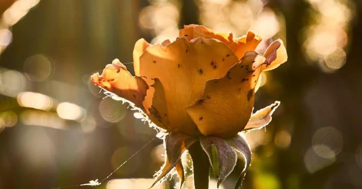 Afidi delle rose: come eliminarli con metodi naturali