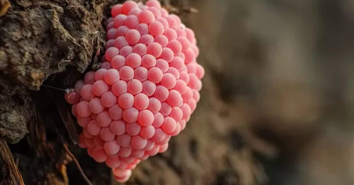 Cosa fare se si notano le uova rosa della lumaca mela | Ohga!