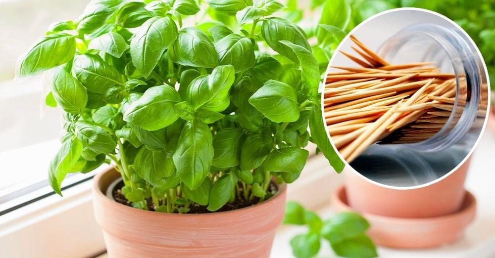 Come annaffiare correttamente le piante e quando puoi farlo | Ohga!