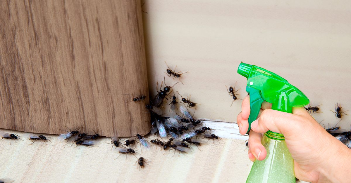 Ho la casa piena di insetti: ti spiego come li tengo lontani | Ohga!