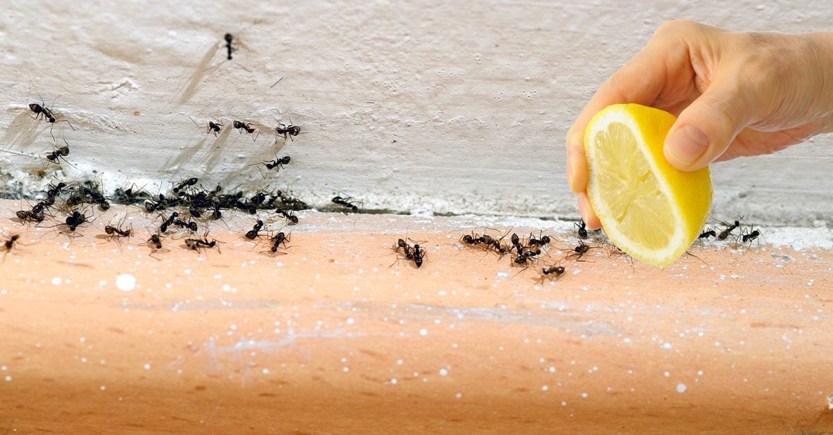 Cosa fare se hai molti insetti in casa: 6 rimedi naturali per tenerli ...