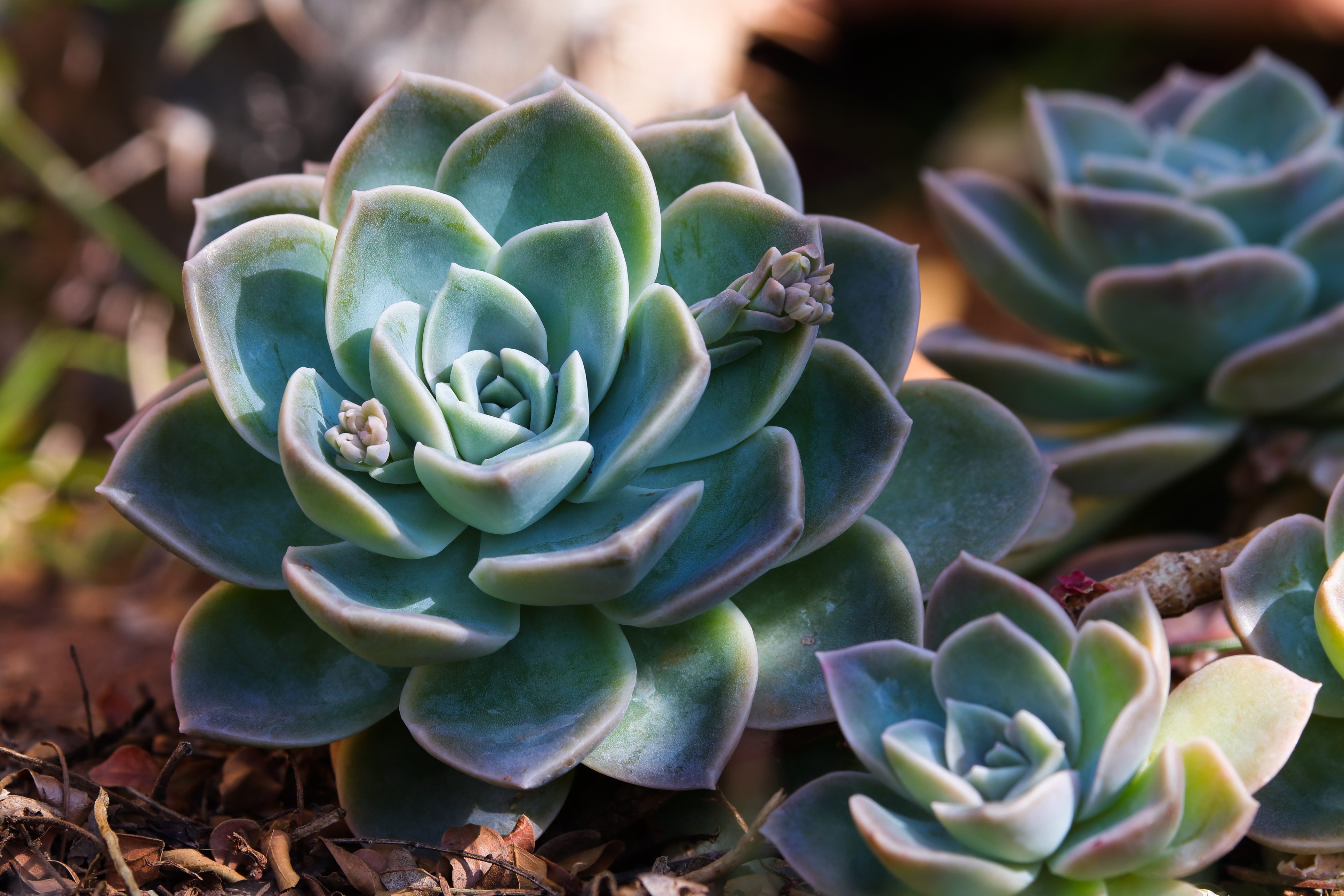 Piante succulente: ti spiego come stimolarne la crescita | Ohga!