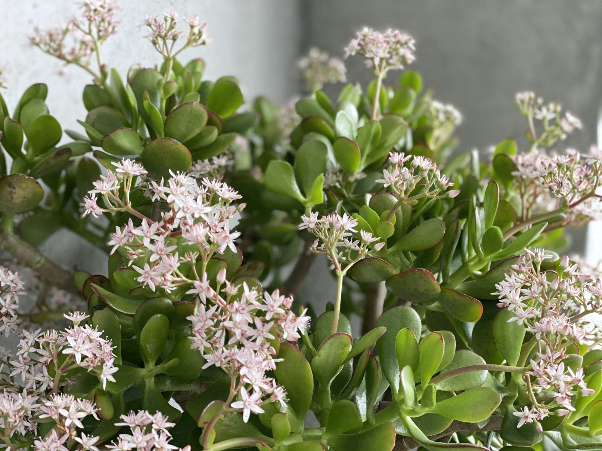 Come curare l'albero di giada: i rimedi per il caldo estivo | Ohga!