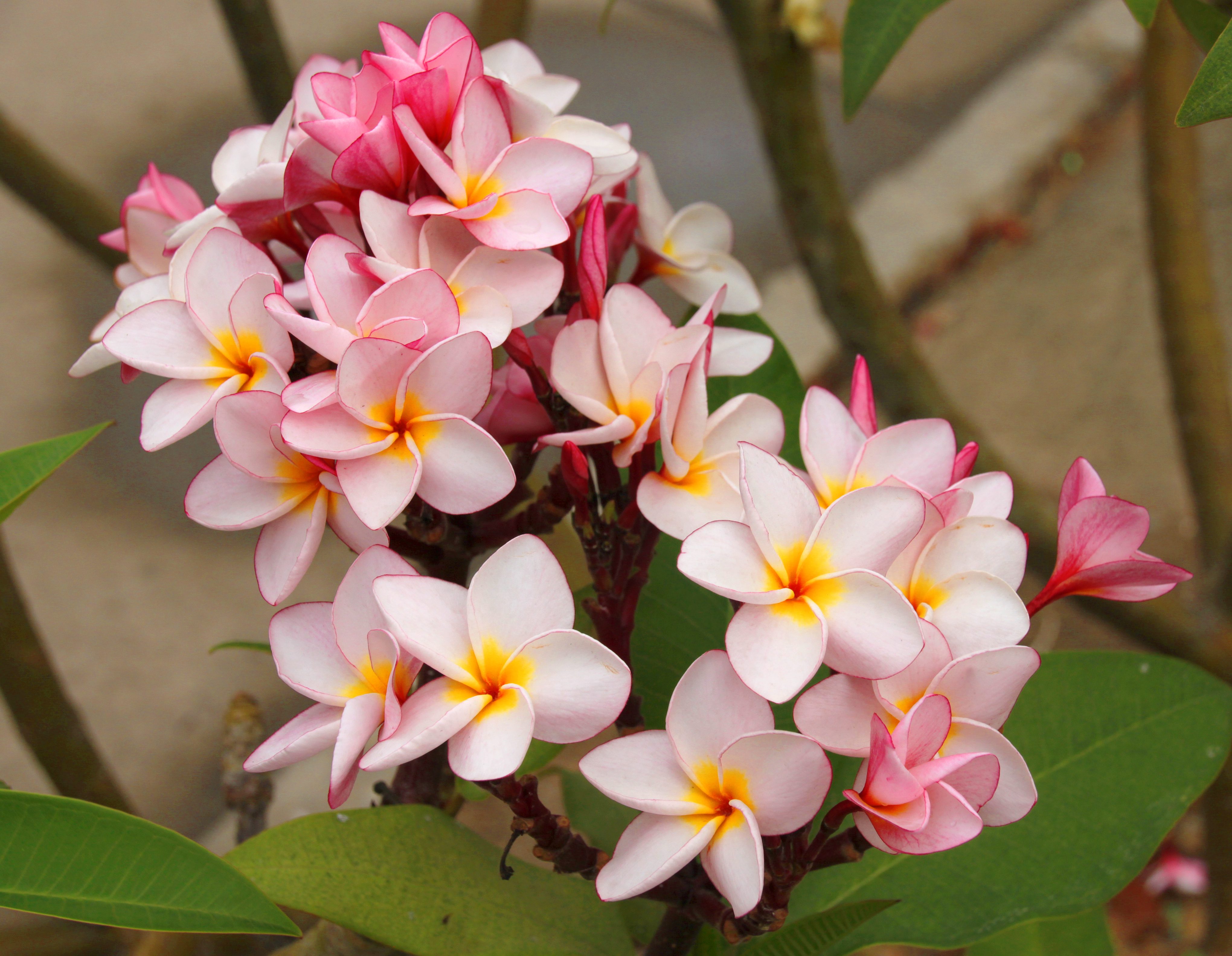 Frangipani: come coltivare il meraviglioso e profumatissimo fiore
