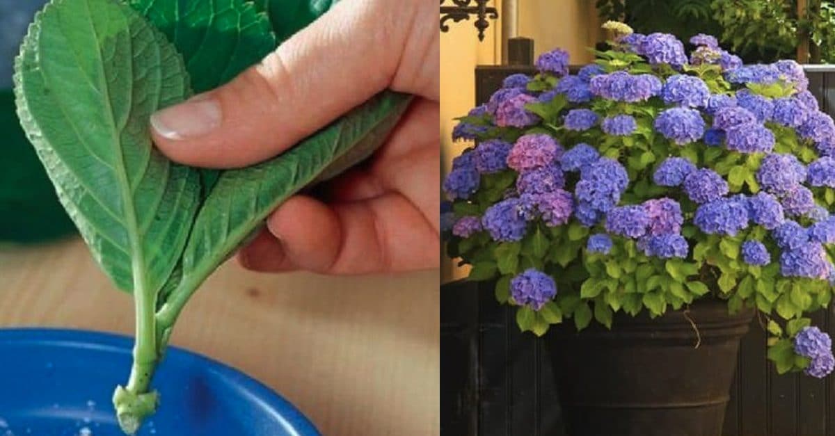 Come radicare le talee in maniera rapida e sicura | Ohga!