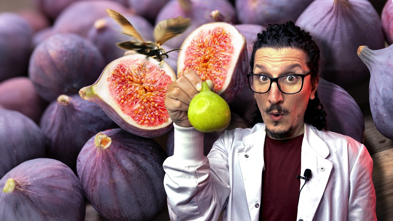 Il fico non è un frutto e dentro c'è sempre una vespa (ma non la ...