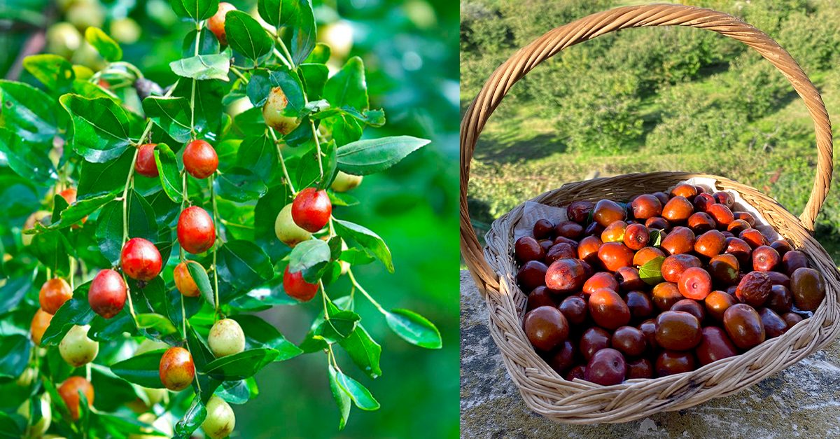 Albero di giuggiole: tutto quello che devi sapere per curarlo | Ohga!