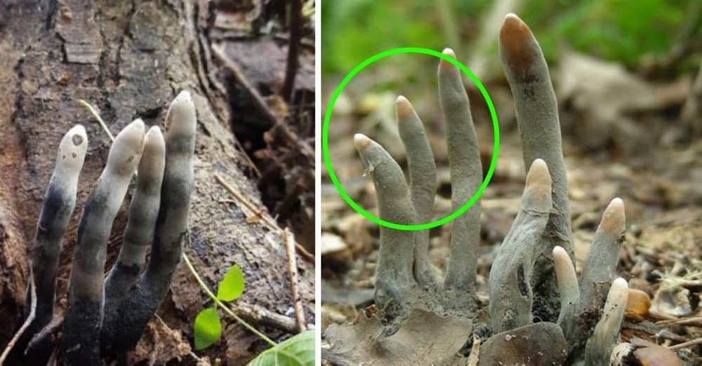 Questo bizzarro (ma affascinante) fungo sembra uno zombie che sbuca dal ...