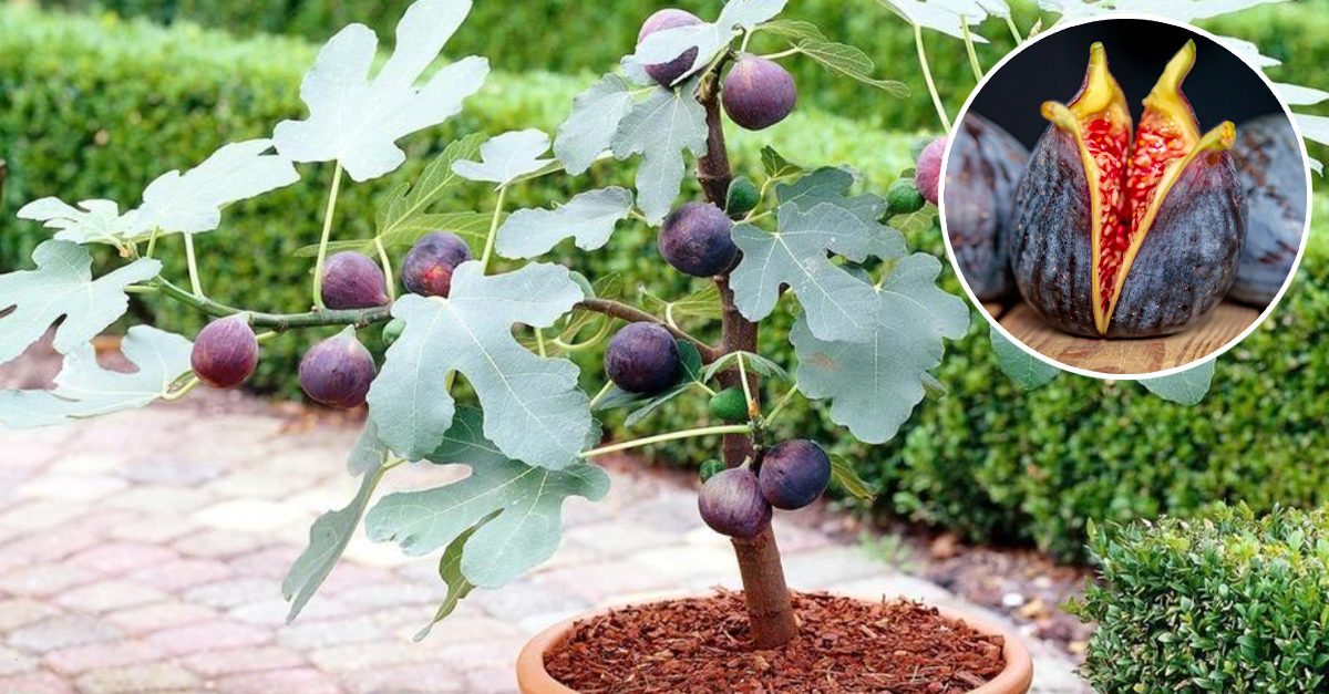 Come coltivare la pianta di fico partendo dal frutto | Ohga!