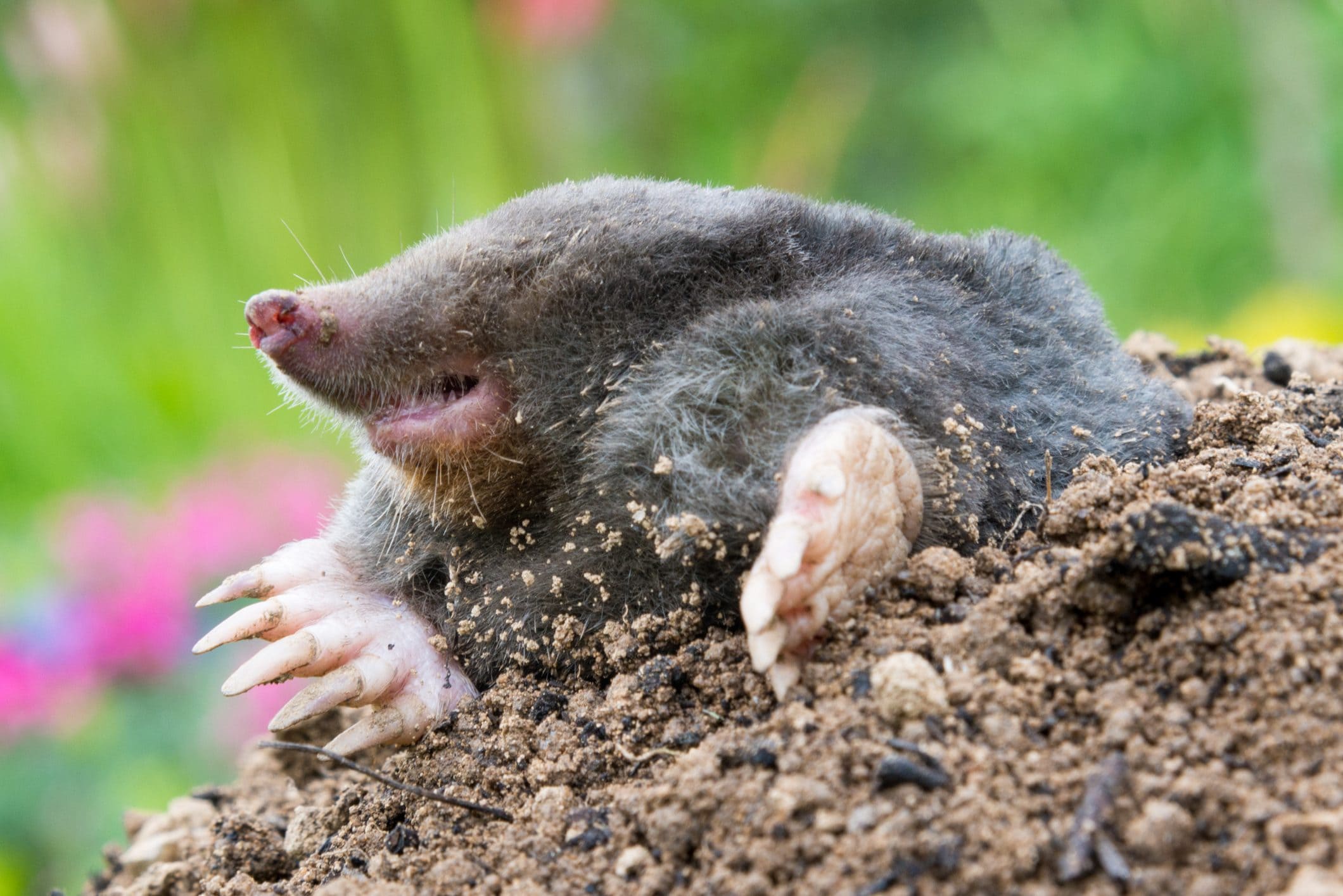 Cosa fare se trovi una talpa in giardino o nell'orto | Ohga!