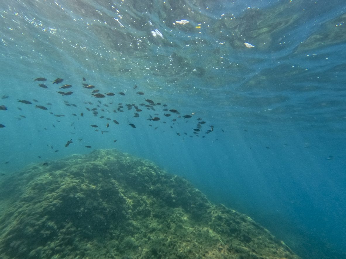 Perché non basta aumentare il numero di aree marine protette per ...