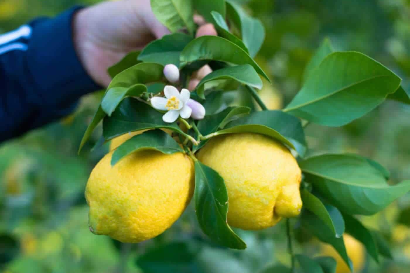 Raccolta dei limoni, sapete qual è il momento giusto? | Ohga!