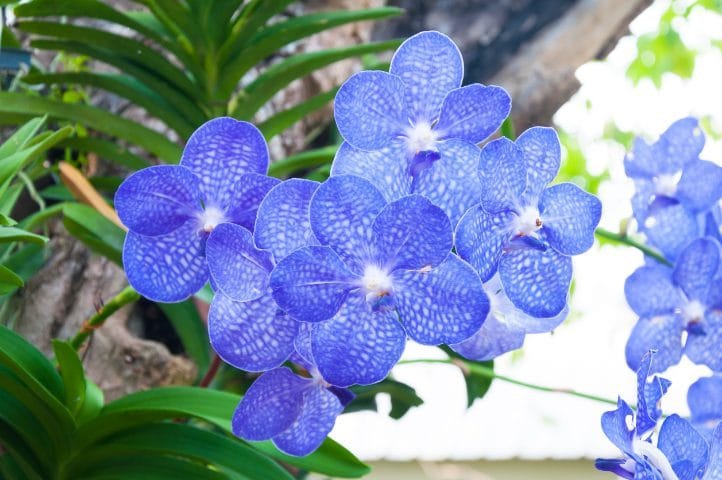 Come coltivare l'orchidea blu, il meraviglioso fiore colorato che ...