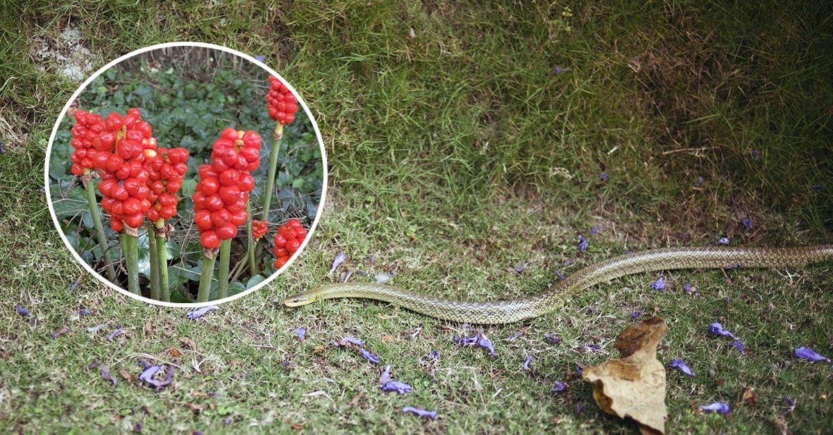 La pianta bellissima e velenosa che attira i serpenti (secondo la ...