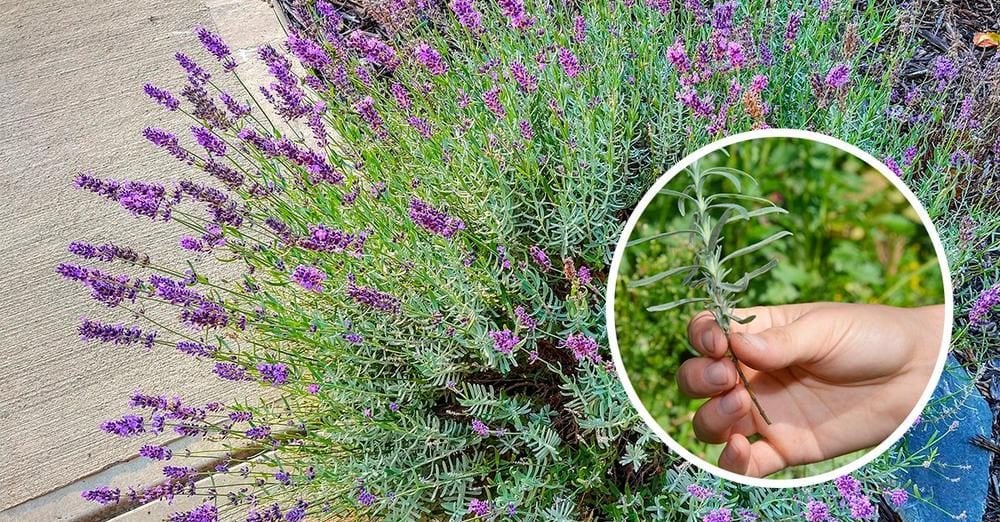 Lavanda, come propogarla facilmente con le talee | Ohga!