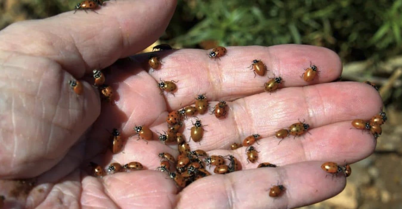 Cinque insetti utili per orto e giardino (e come attirarli) | Ohga!