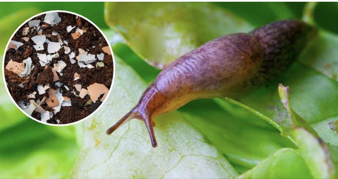 Lumache, limacce o chiocciole? Quali sono le differenze e perché le ...