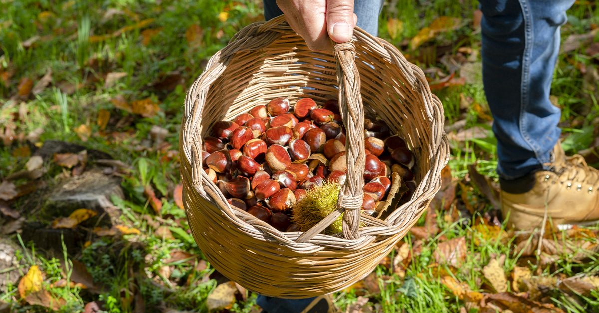 Dove raccogliere le castagne in Italia: i 10 migliori posti | Ohga!