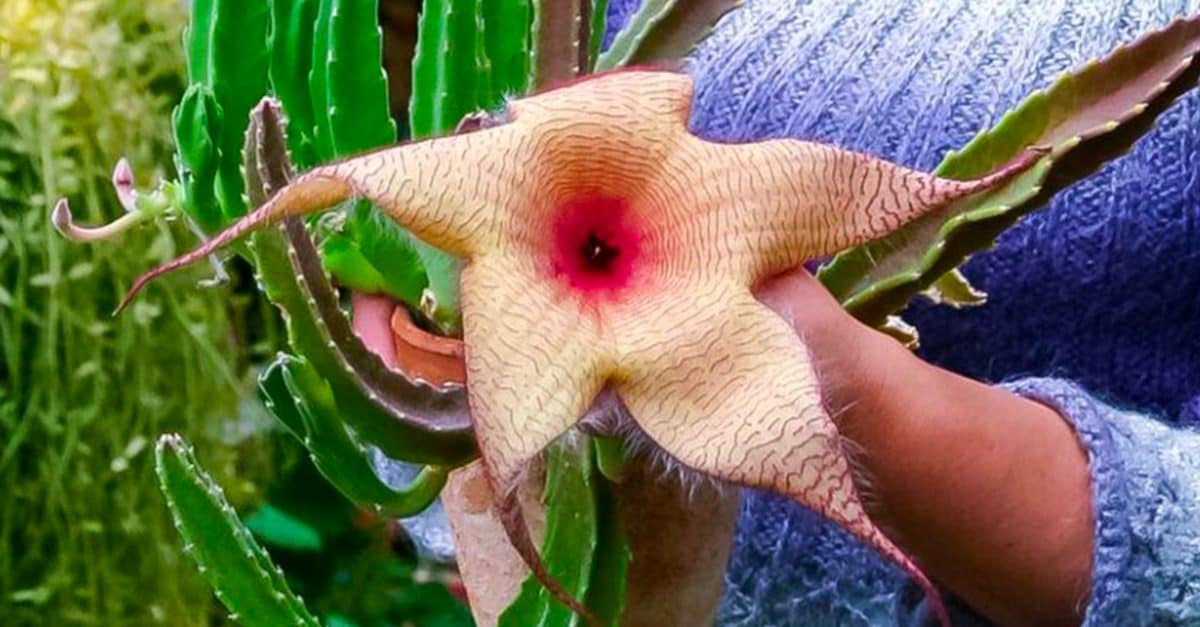 I 10 fiori più "strani" e belli che potresti avere in giardino