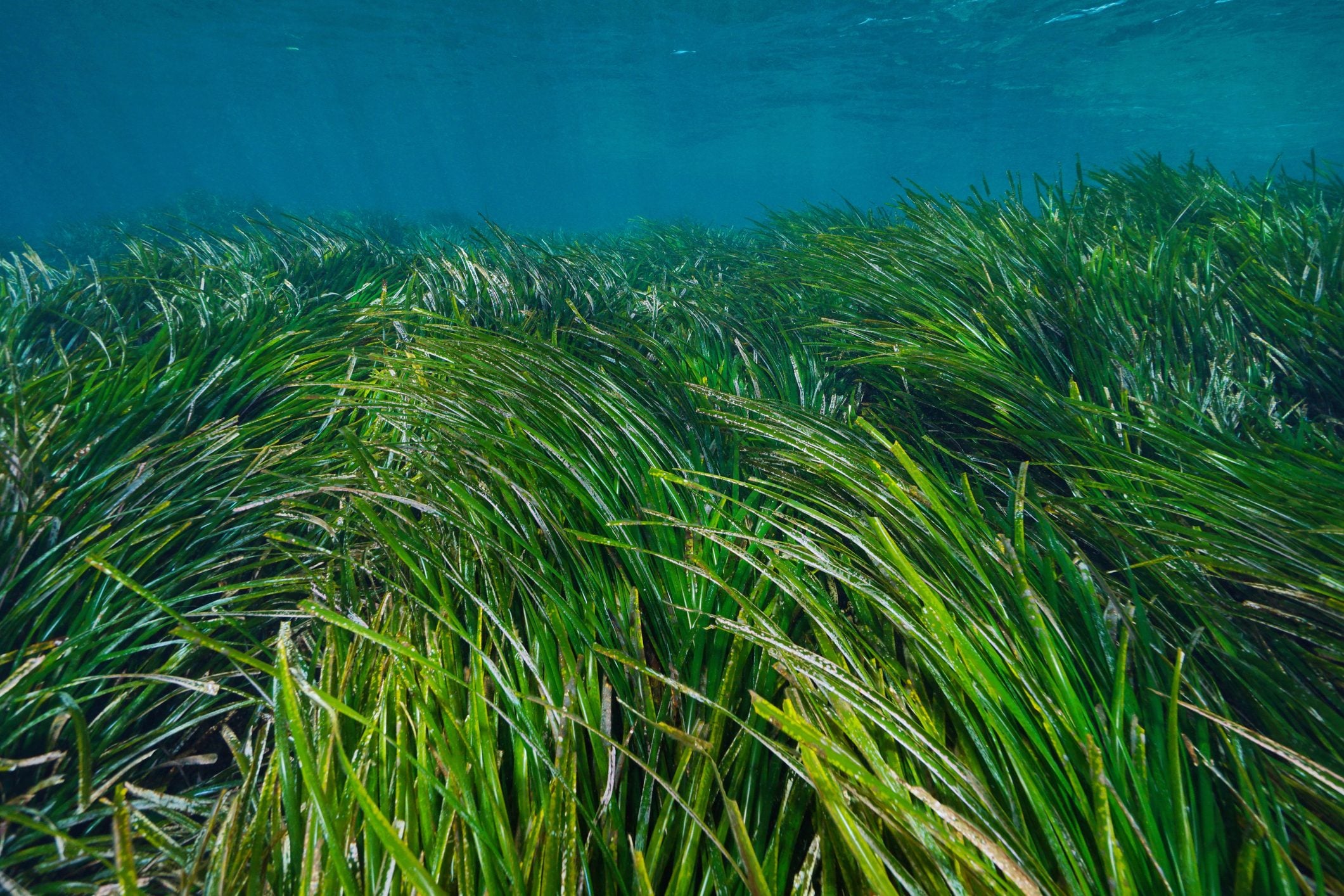 Posidonia sulle spiagge: perché non va rimossa e qual è il suo ruolo ...
