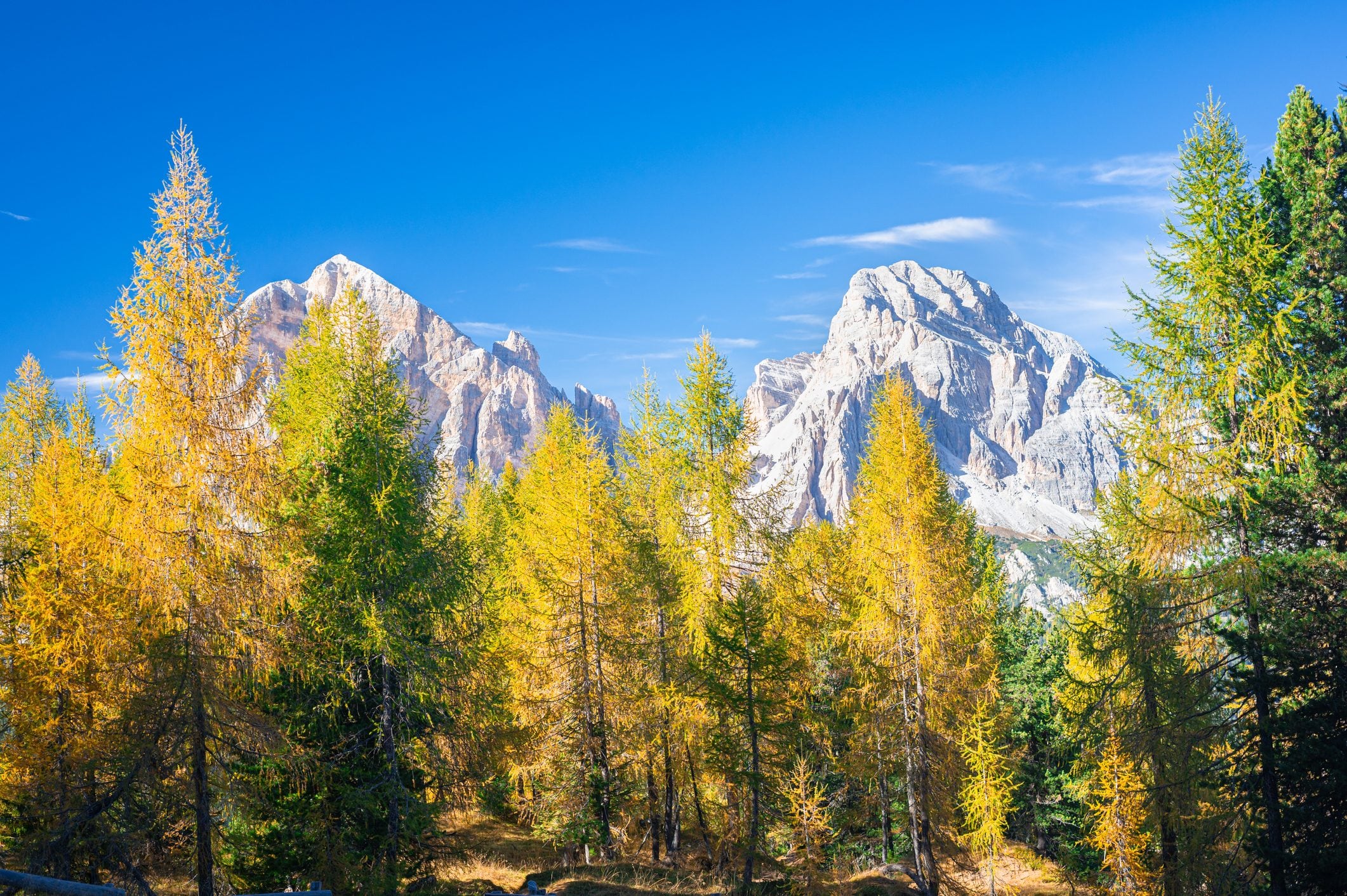 Larice, segreti e peculiarità del gigante della montagna