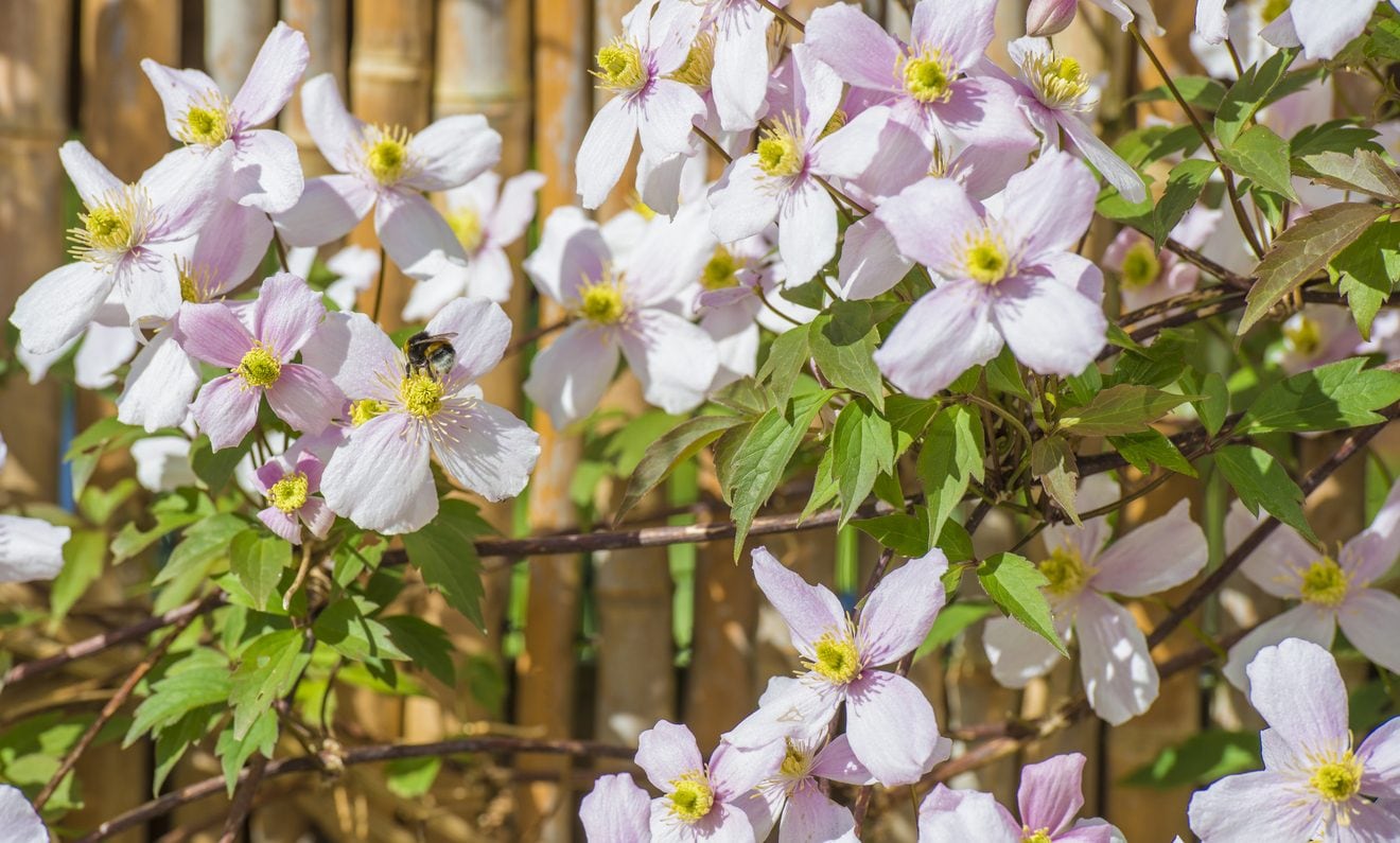 Clematide: caratteristiche, cura e coltivazione | Ohga!