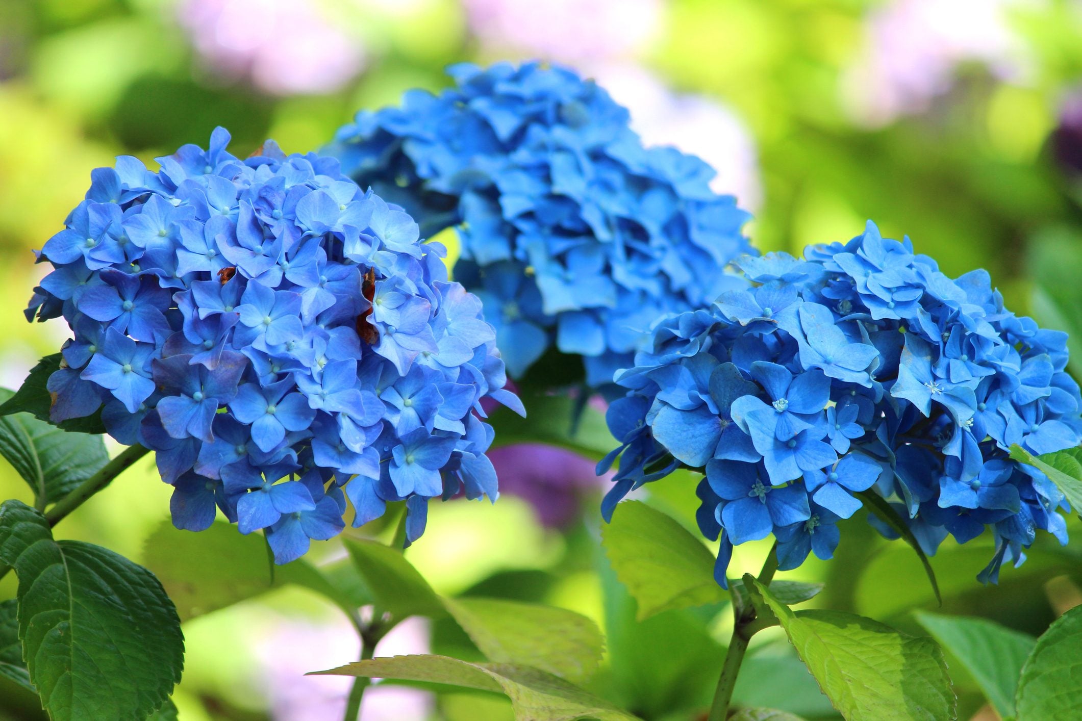 Le piante con fiori azzurri e blu che doneranno eleganza al tuo ...