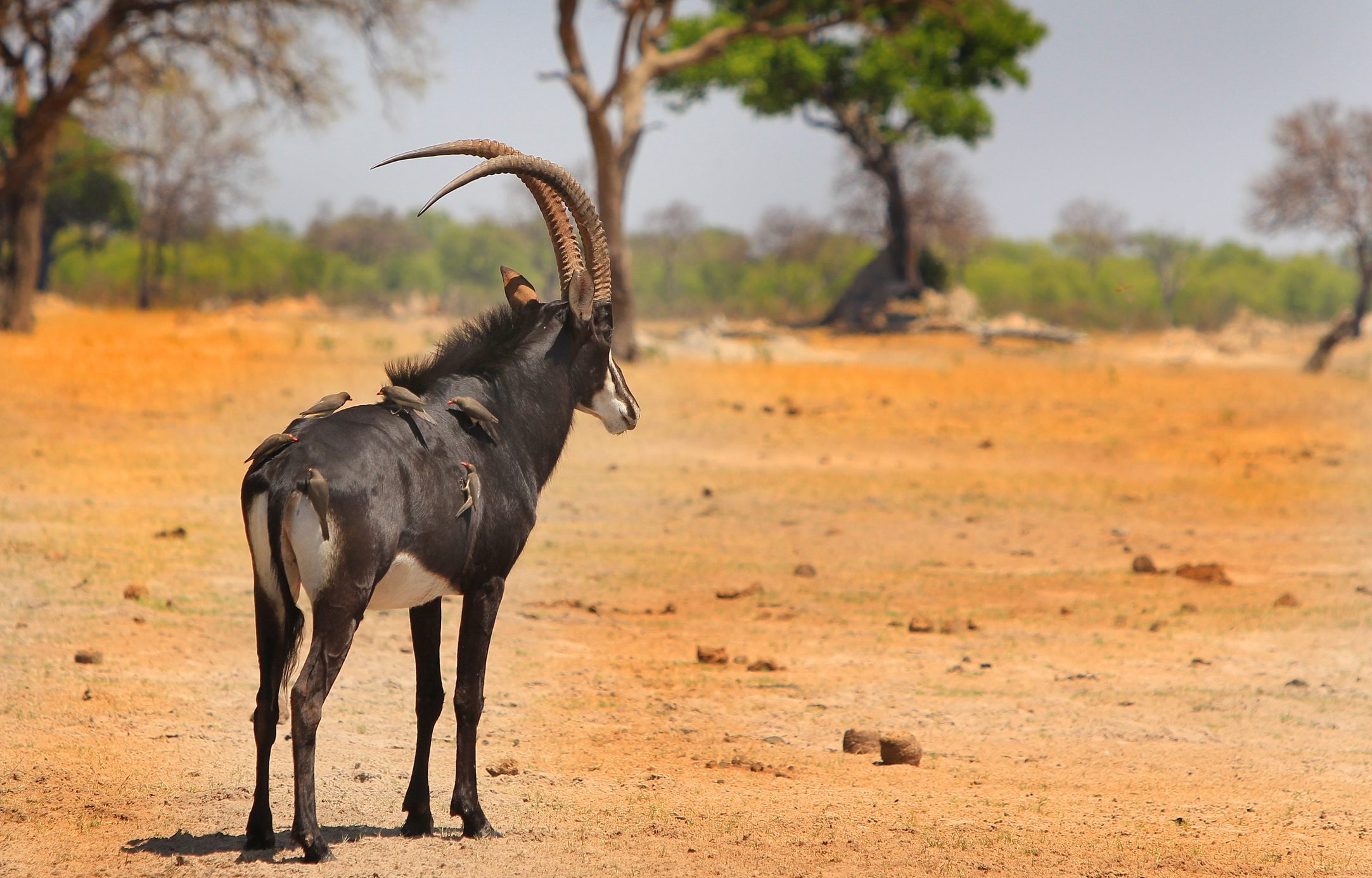 Antilope in via di estinzione: l'Angola rischia di perdere il suo ...