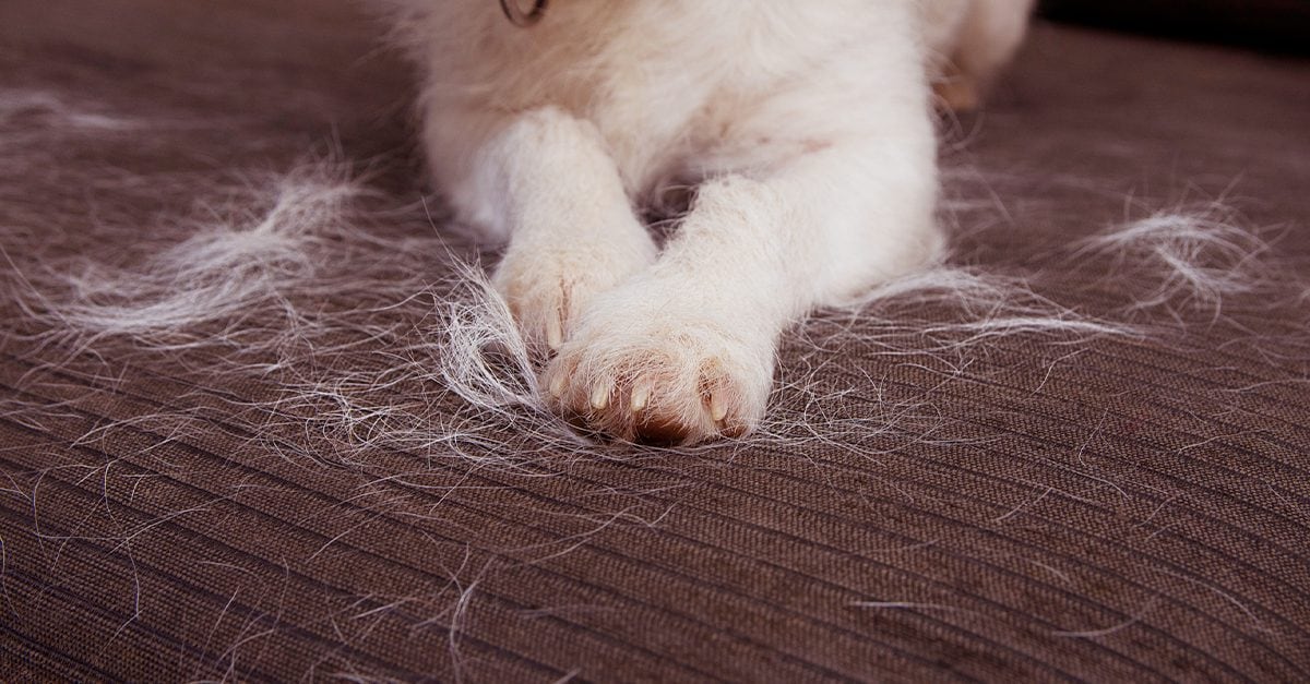 Come eliminare i peli dei tuoi cuccioli dal divano di casa | Ohga!